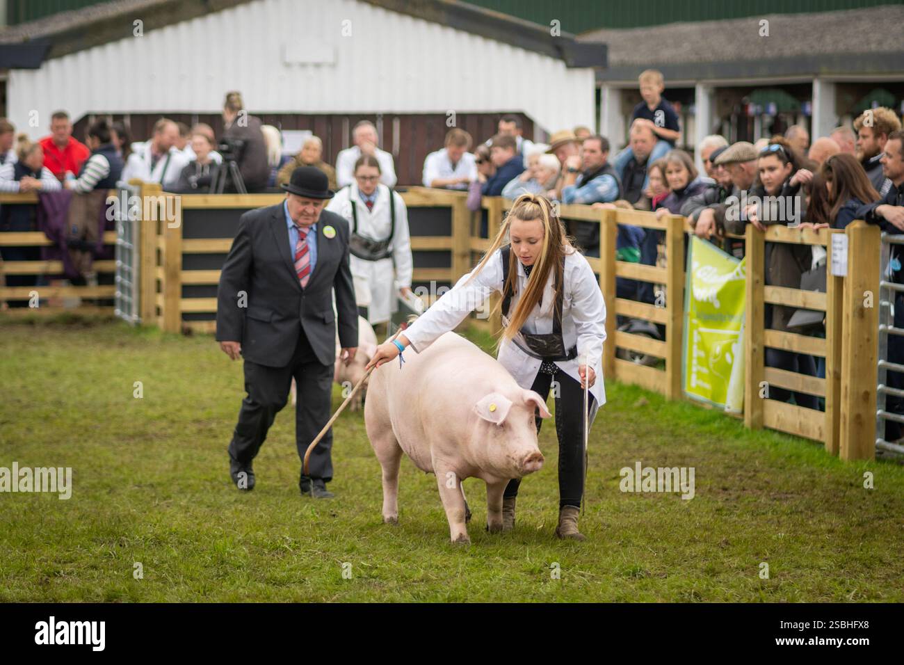 British Lop Pig at The Great Yorkshire Show, England Stock Photo - Alamy