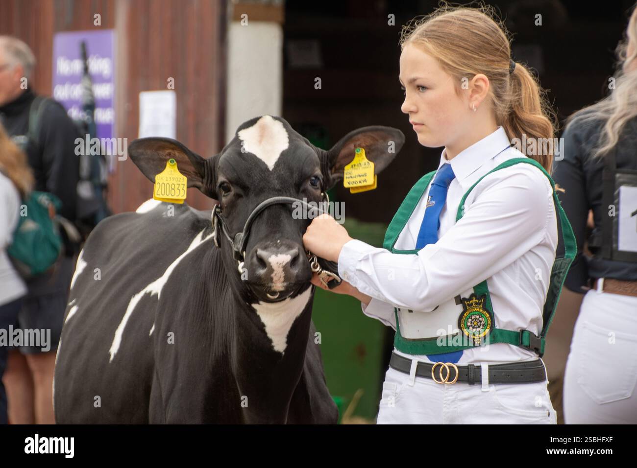 Holstein Friesian Cow at The Great Yorkshire Show, England Stock Photo ...