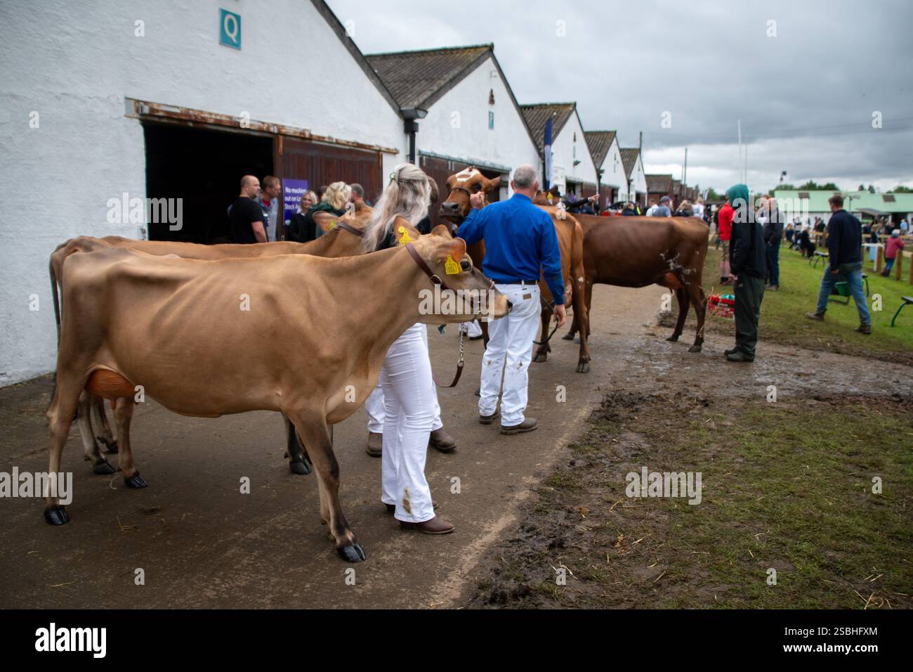 Preparing cows for a livestock contest at The Great Yorkshire Show ...