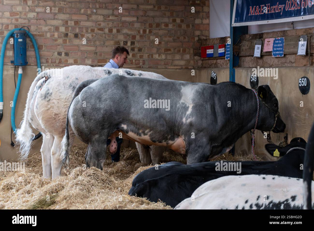 Belgian Blue cow at The Great Yorkshire Show, England Stock Photo - Alamy