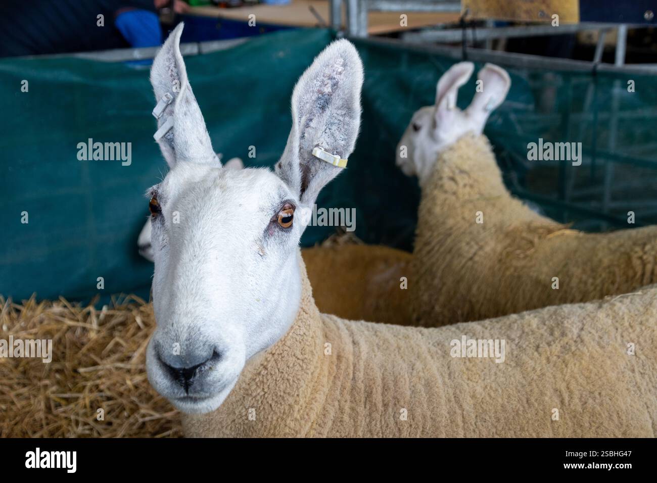 Border Leicester Sheep at The Great Yorkshire Show , England Stock ...