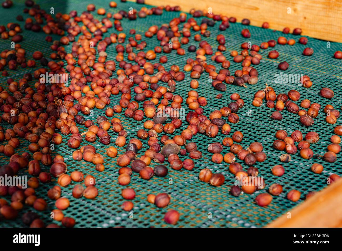 A pile of nuts on a green screen. The nuts are scattered all over the ...