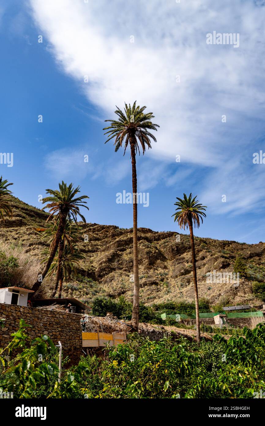 A palm tree stands tall in a lush green field. The sky is clear and ...