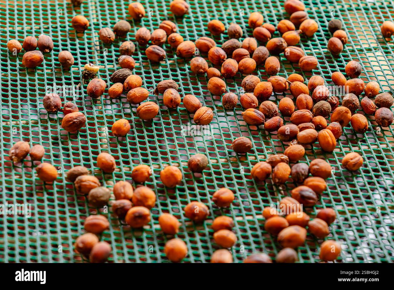 A tray of geisha coffee beans is sitting on a wooden table. The beans ...