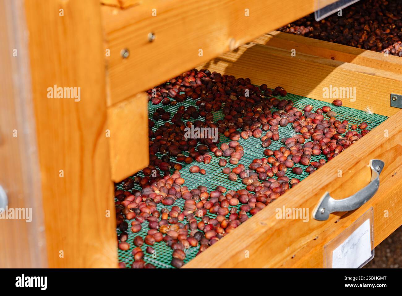 A wooden box with green sieves. coffee beans are dry. they slowly ...