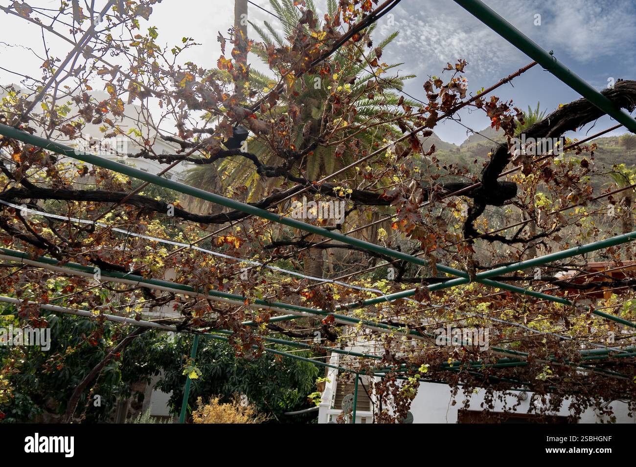 A vineyard with a lot of dead leaves on the vines. The vines are green ...