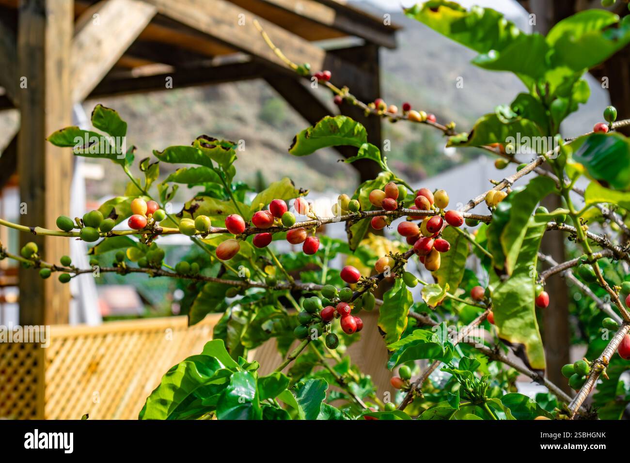 A tree with many green leaves and red geisha coffee berries. The tree ...