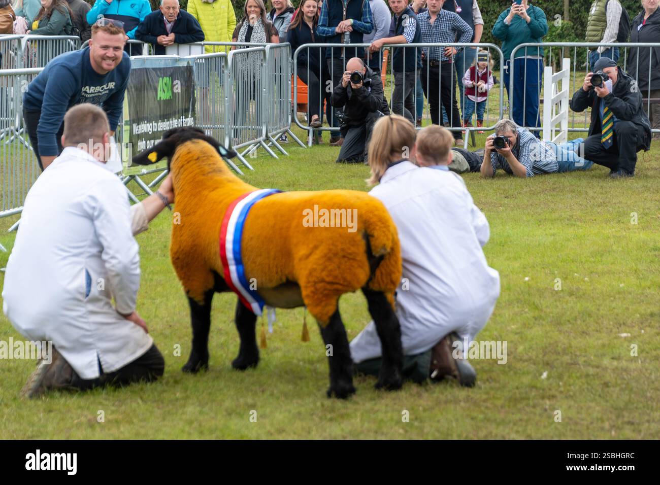 Suffolk Sheep at the Great Yorkshire Show, England Stock Photo - Alamy