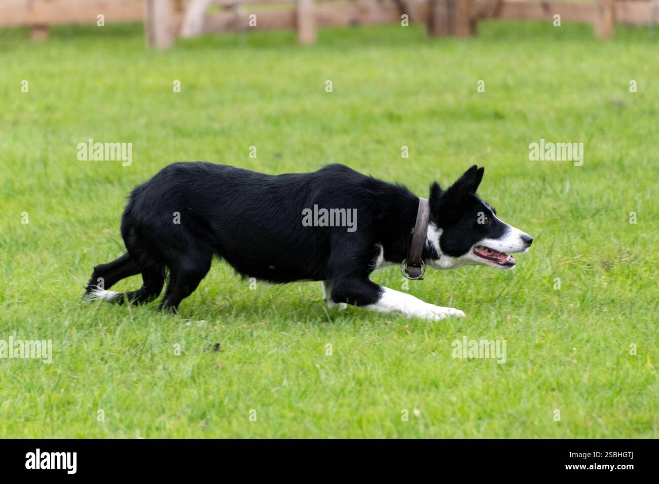 Border Collies at The Great Yorkshire Show, England Stock Photo - Alamy