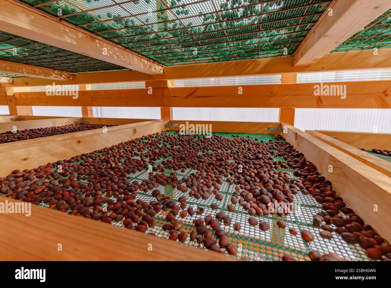 A wooden structure with a mesh top and a pile of arabica geisha nuts on ...