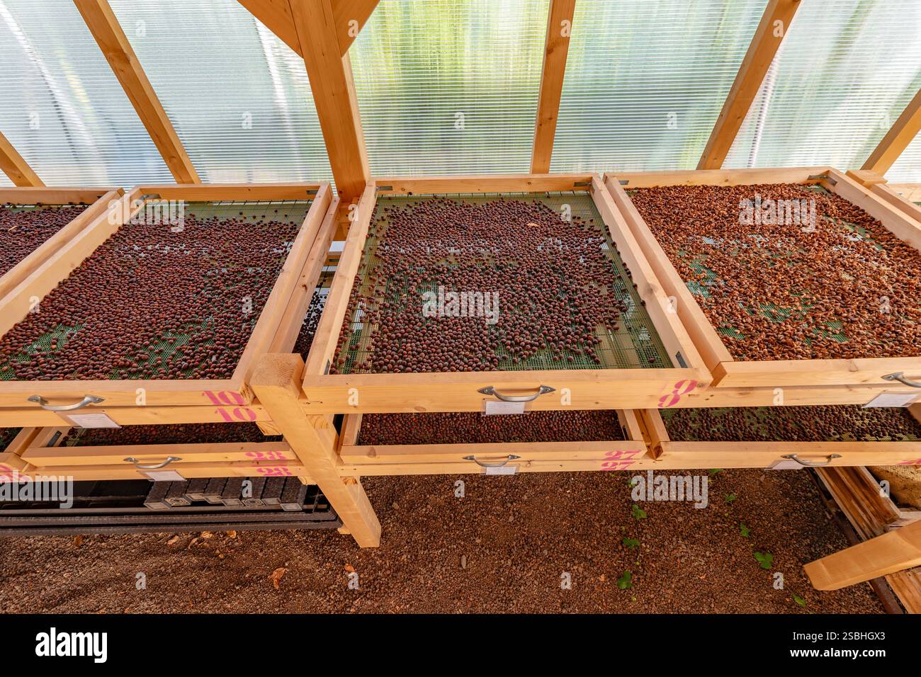 A wooden shelf with numbered trays of geisha arabica coffee beans. The ...