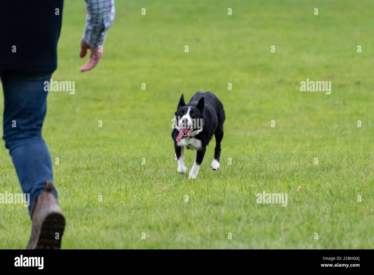Border Collies at The Great Yorkshire Show, England Stock Photo - Alamy
