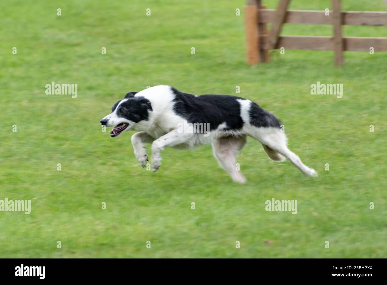 Border Collies at The Great Yorkshire Show, England Stock Photo - Alamy