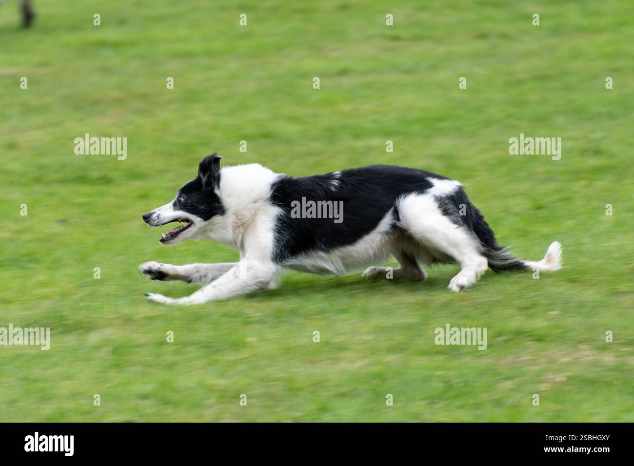 Border Collies at The Great Yorkshire Show, England Stock Photo - Alamy