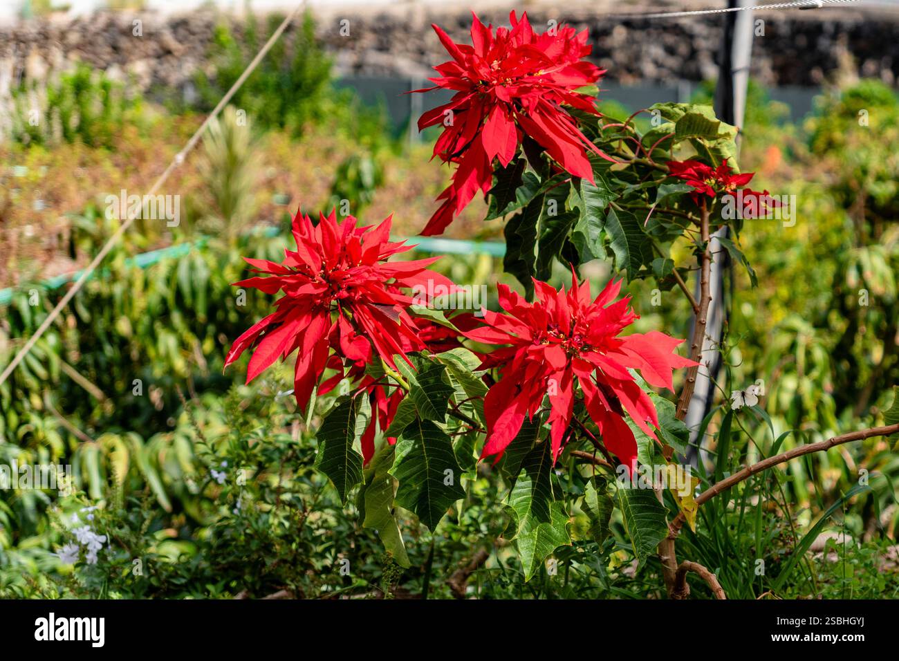 Three red poppies are in a garden. The flowers are in full bloom and ...
