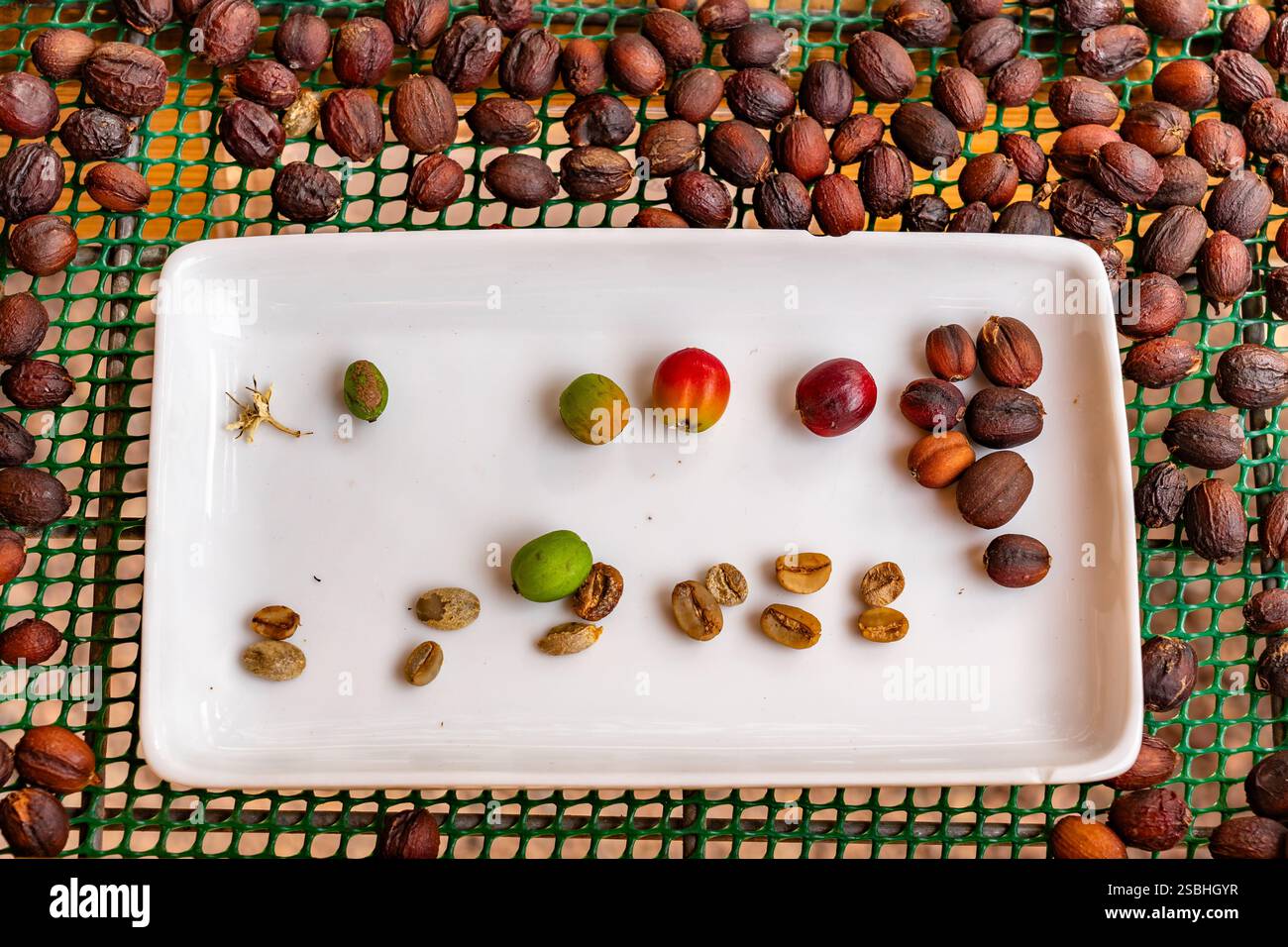 Concept of the different stages of coffee beans traditional dried ...