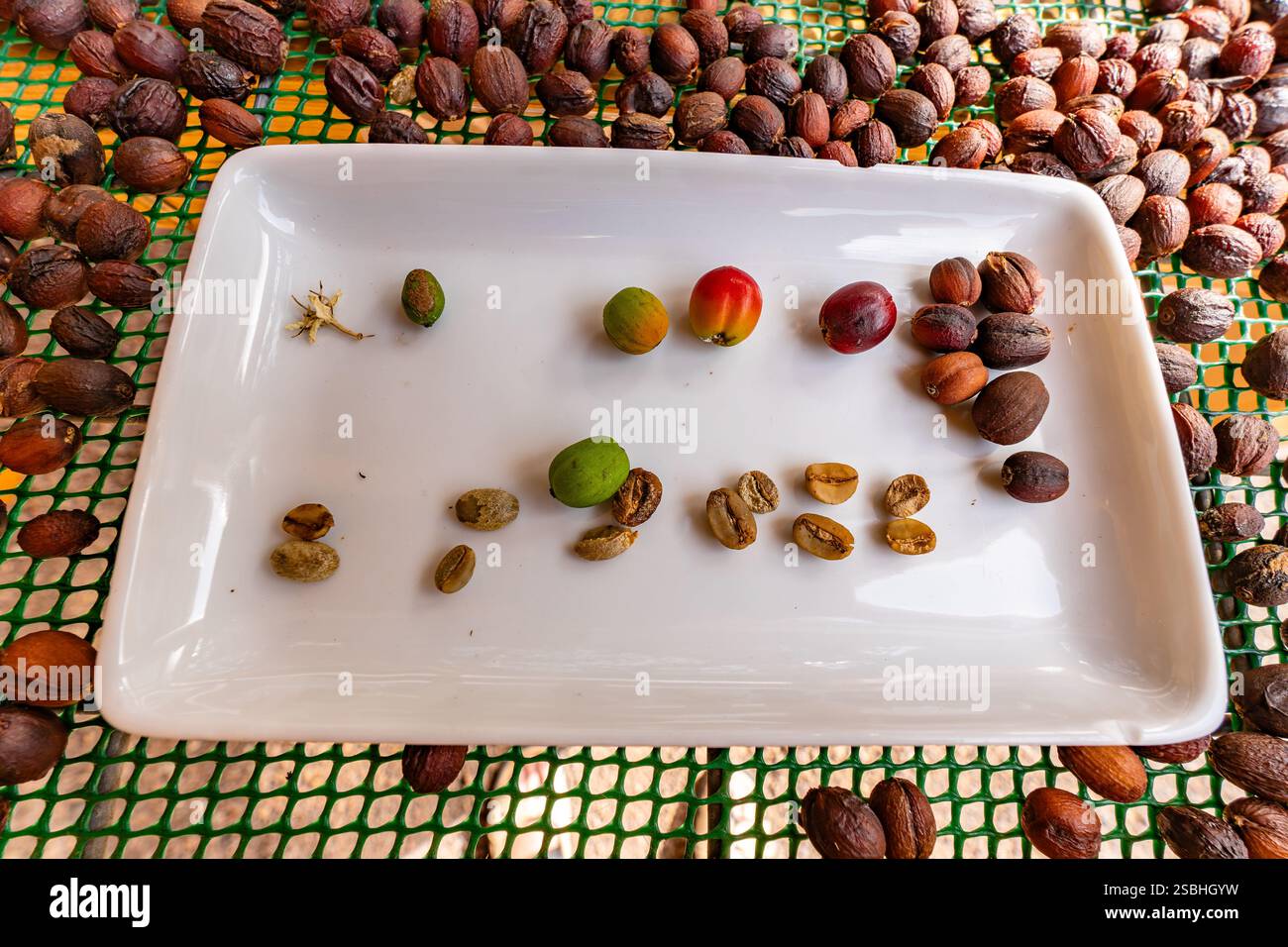 Concept of the different stages of coffee beans traditional dried ...