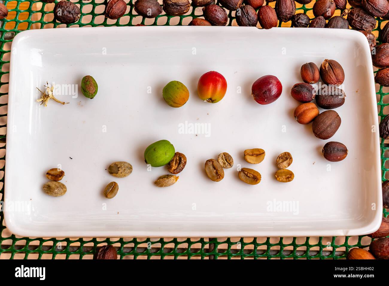 Concept of the different stages of coffee beans traditional dried ...