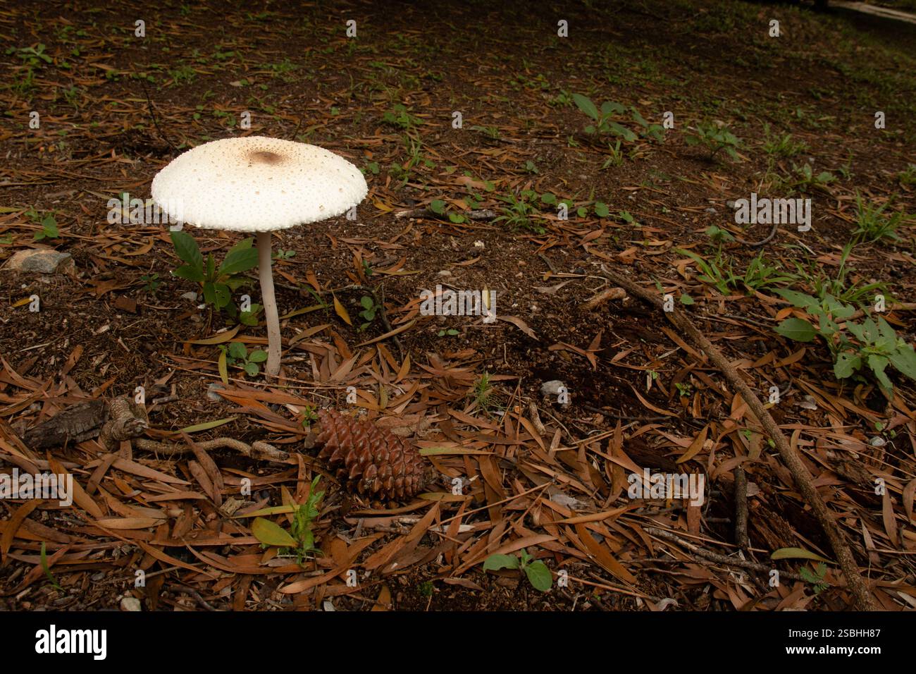 Round Cap of Parasol mushroom, Macrolepiota procera, formerly Agricus ...