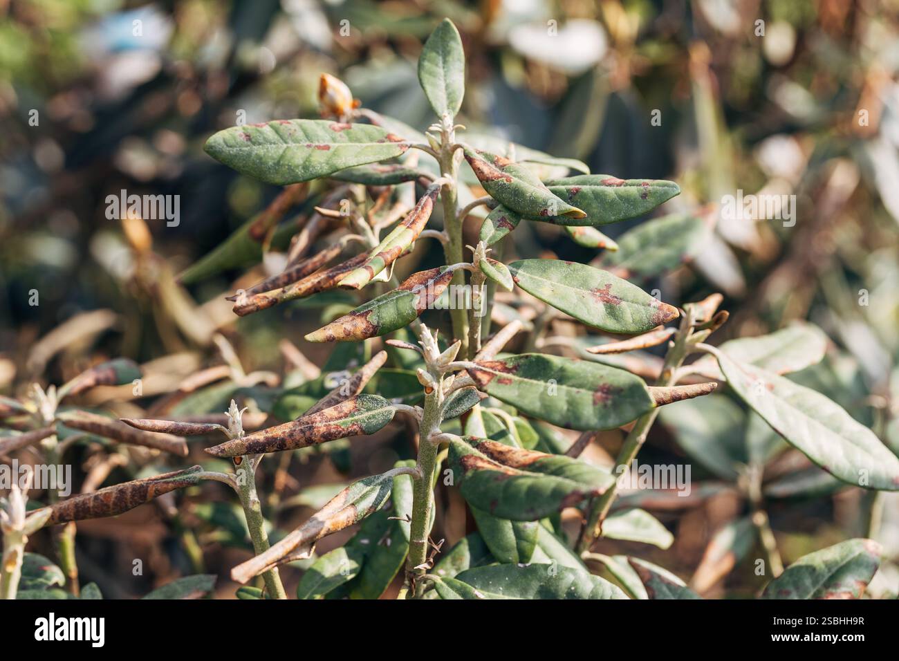 Rhododendron damaged by disease or burns in a spring garden Stock Photo ...