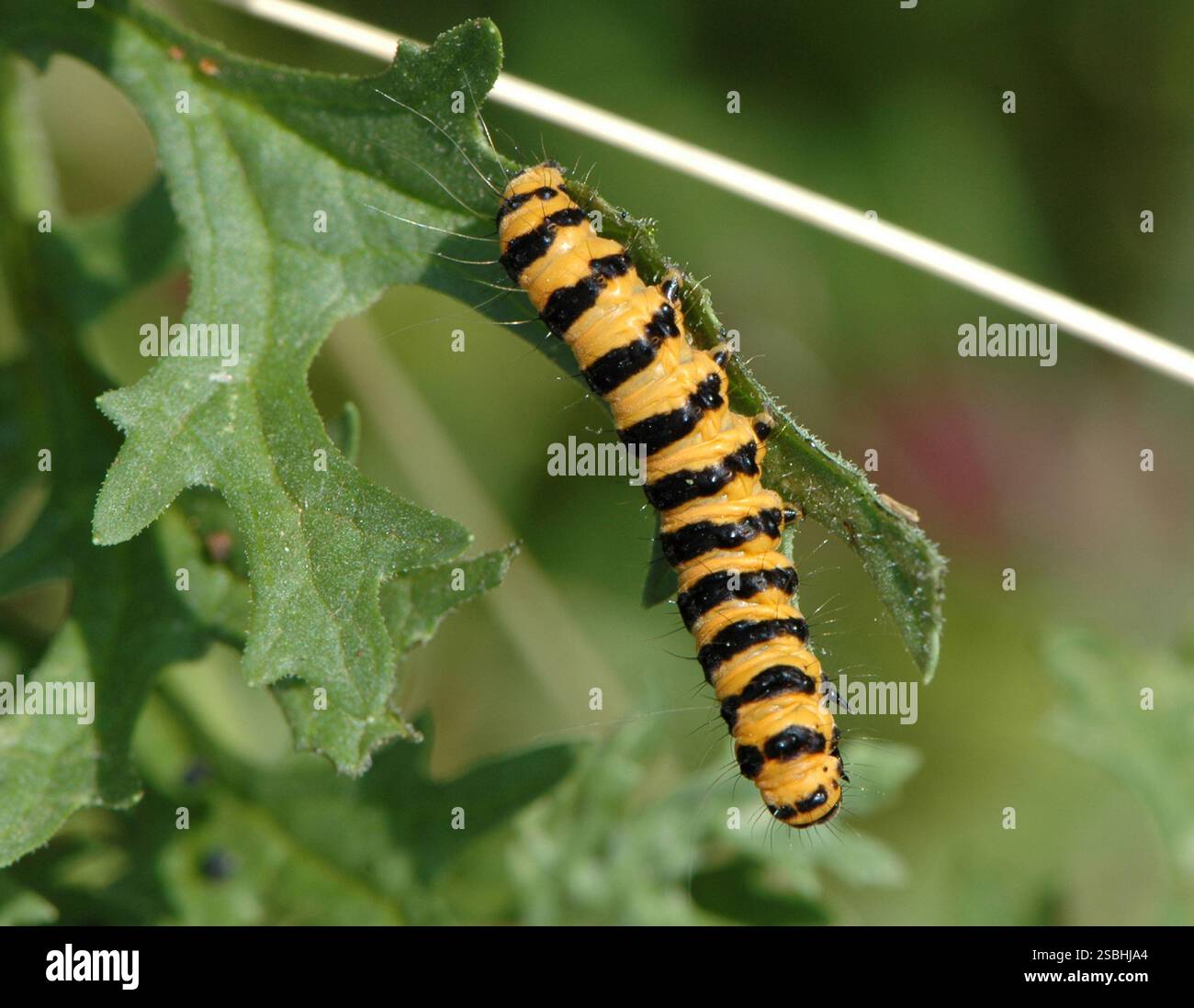 Senecio moth hi-res stock photography and images - Alamy