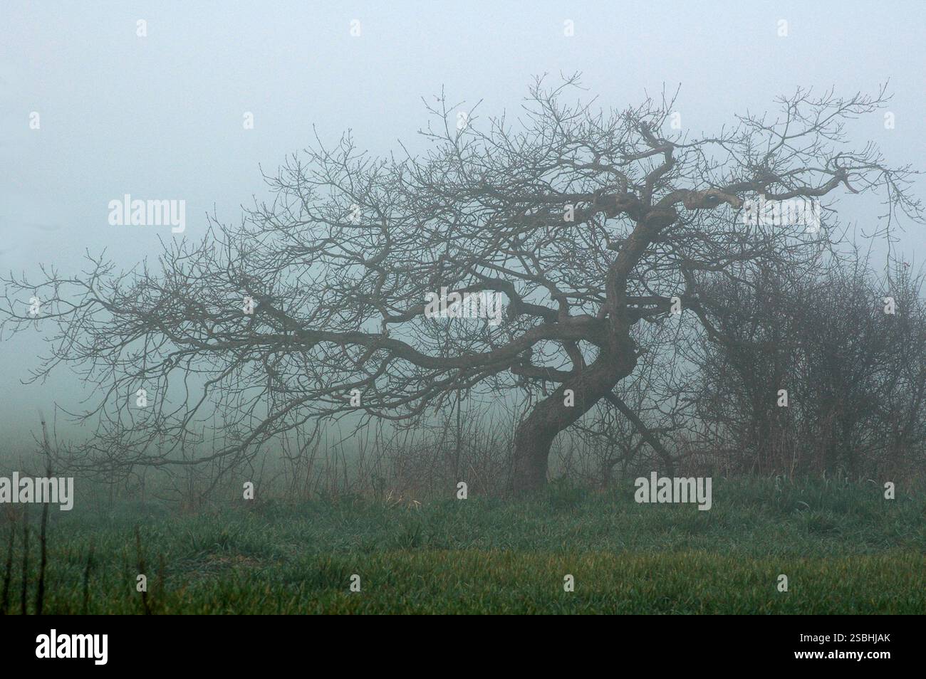 Wind stunted tree hi-res stock photography and images - Alamy