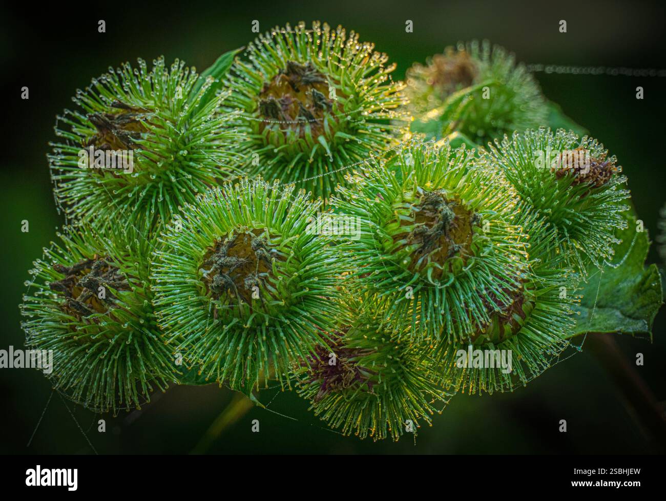 green burdock seed pods Stock Photo - Alamy