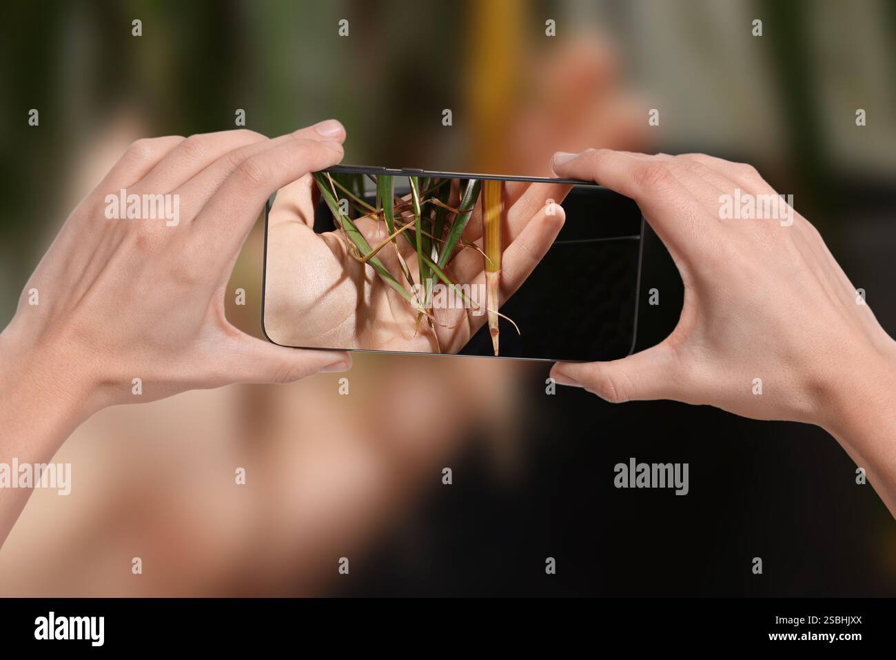 Man using mobile phone to recognize disease of house plant, closeup ...