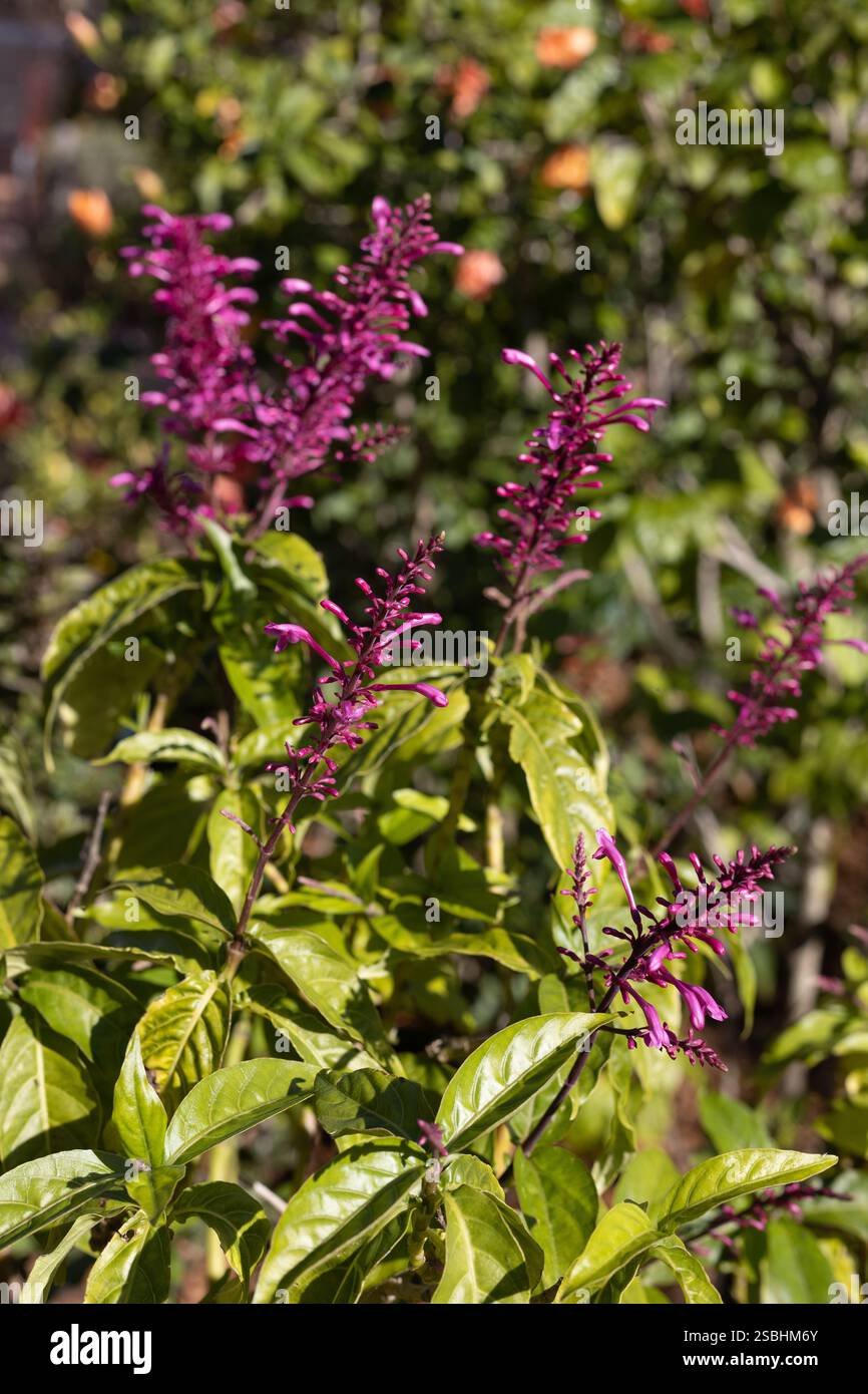 Odontonema strictum - firespike (red and purple Stock Photo - Alamy