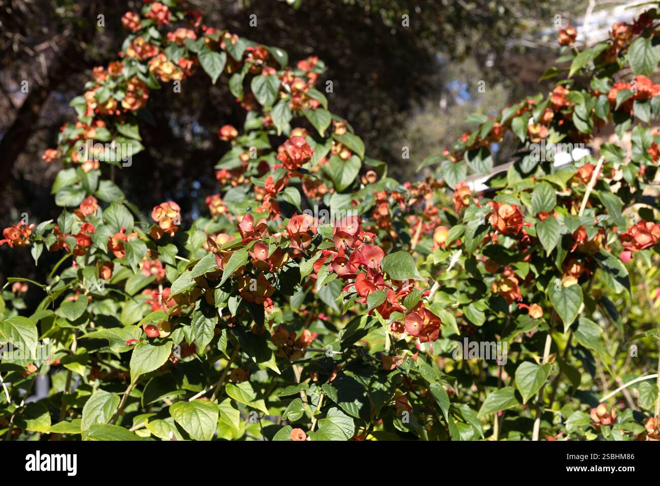 Holmskioldia sanguinea - Chinese hat plant Stock Photo - Alamy