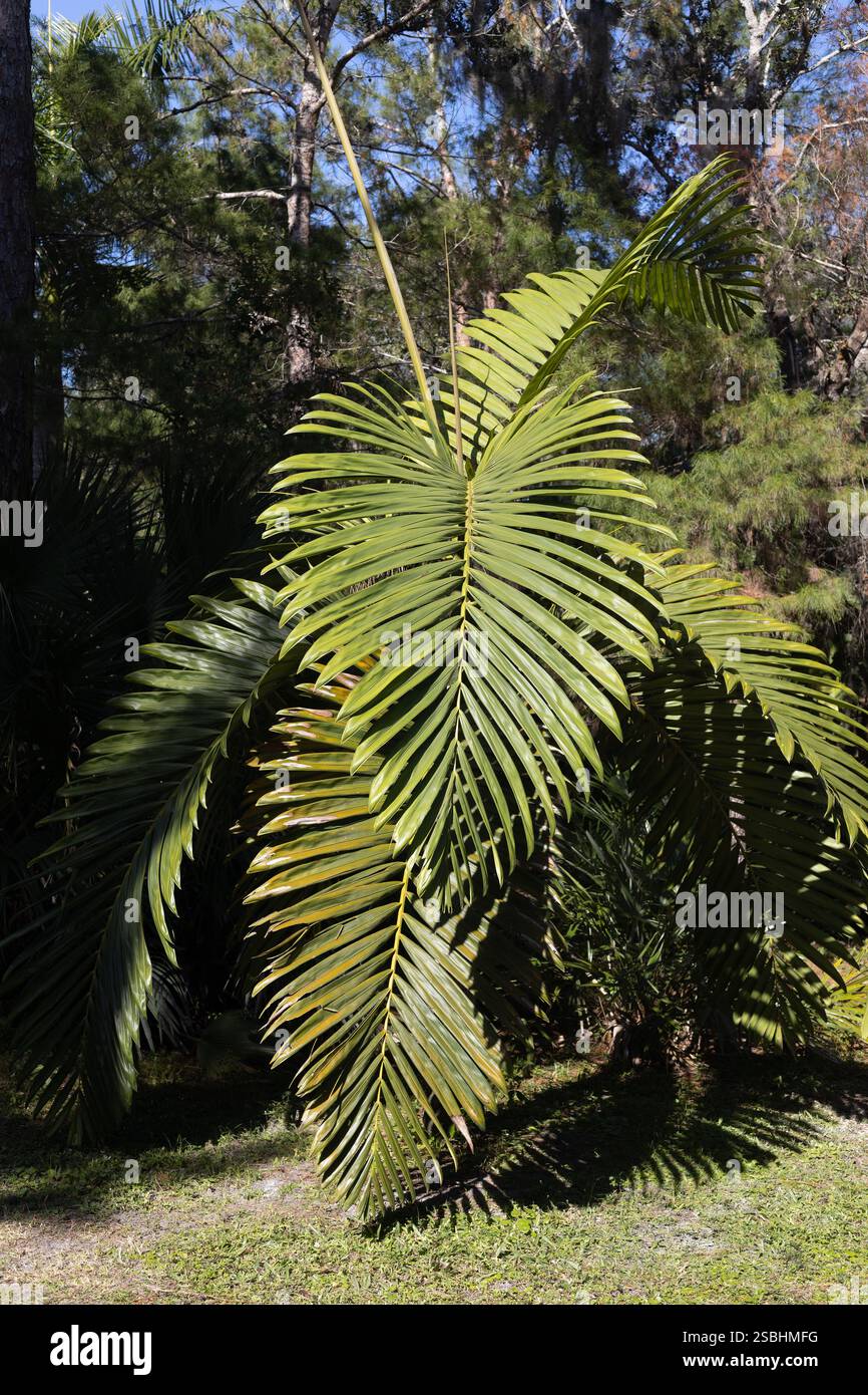 Chambeyronia macrocarpa - red feather palm tree Stock Photo - Alamy