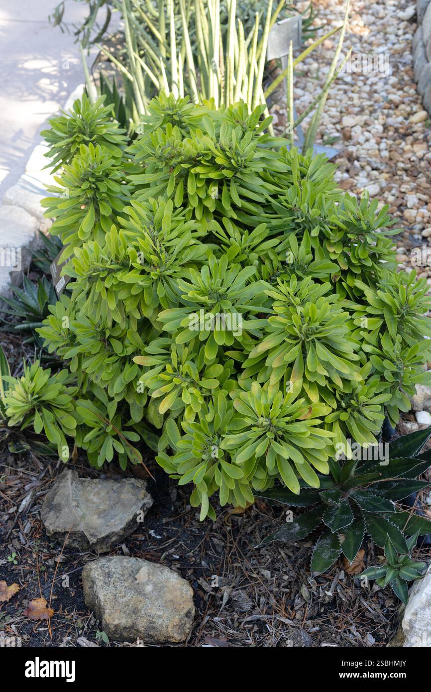 Euphorbia neriifolia hi-res stock photography and images - Alamy