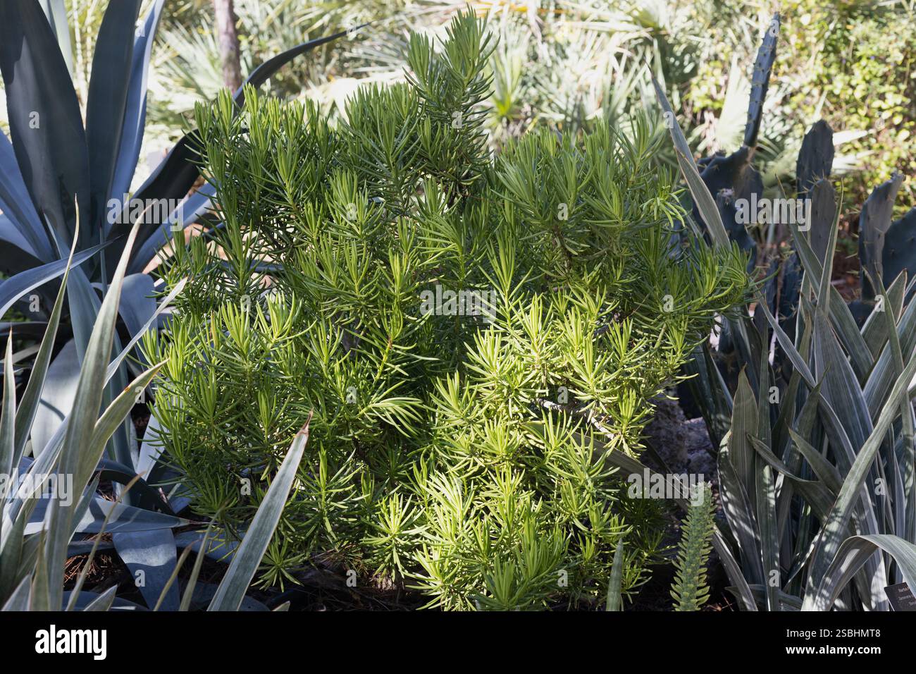 Senecio barbertonicus - bush senecio Stock Photo - Alamy