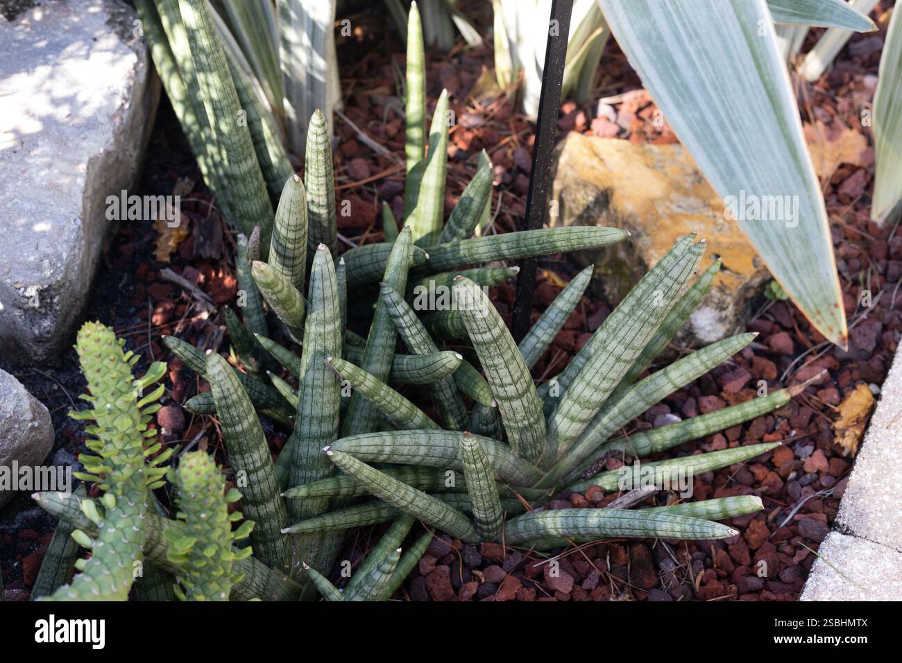 Sansevieria cylindrica 'Boncel' - starfish plant Stock Photo - Alamy