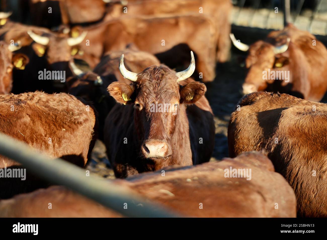 Tanne, Germany. 03rd Feb, 2025. Cattle of the Harz red cattle breed ...