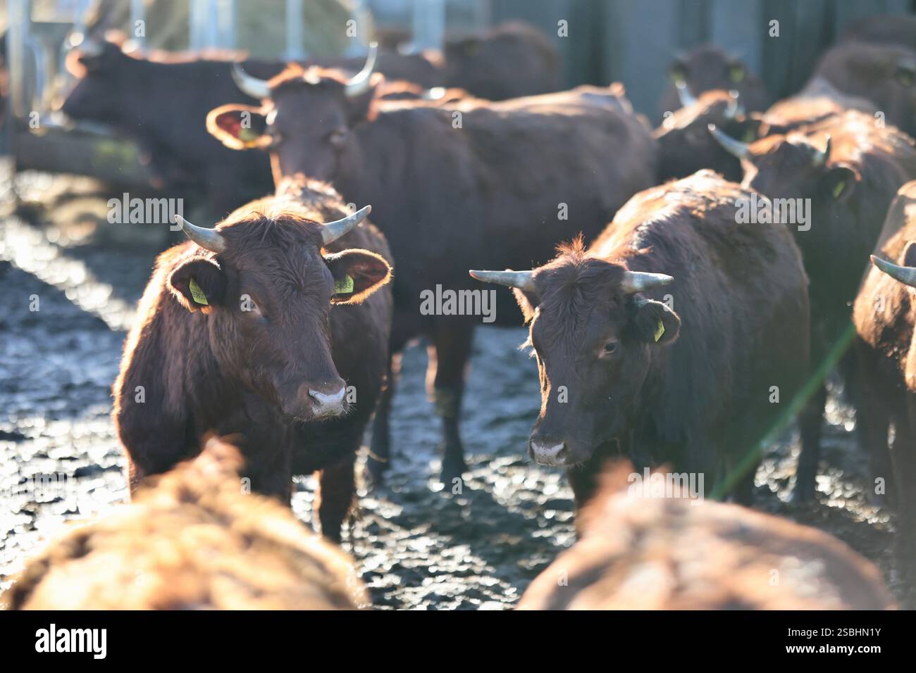 Tanne, Germany. 03rd Feb, 2025. Cattle of the Harz red cattle breed ...