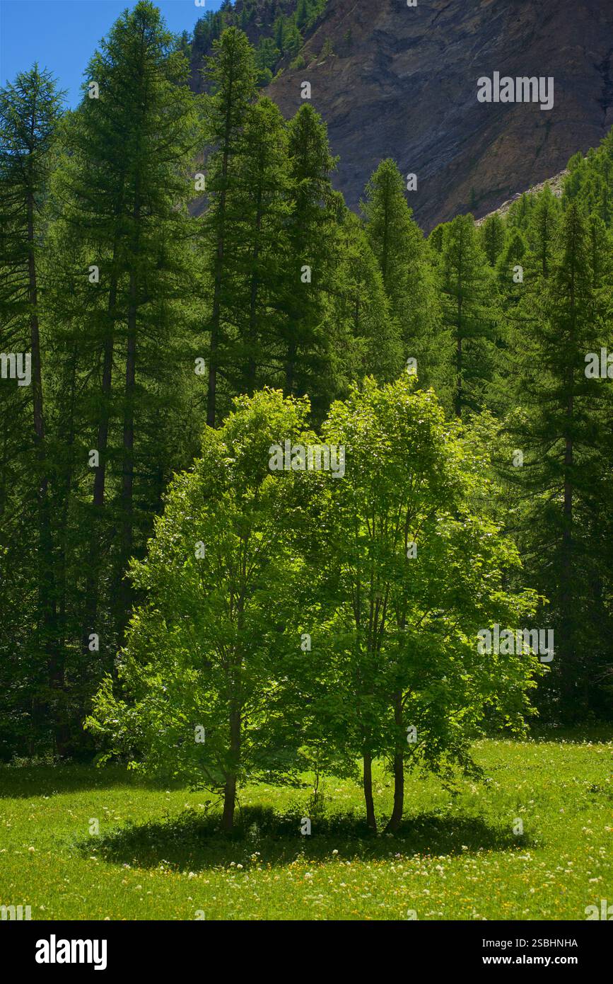 Trees in a lush meadow, not long after the snow has melted, springtime ...