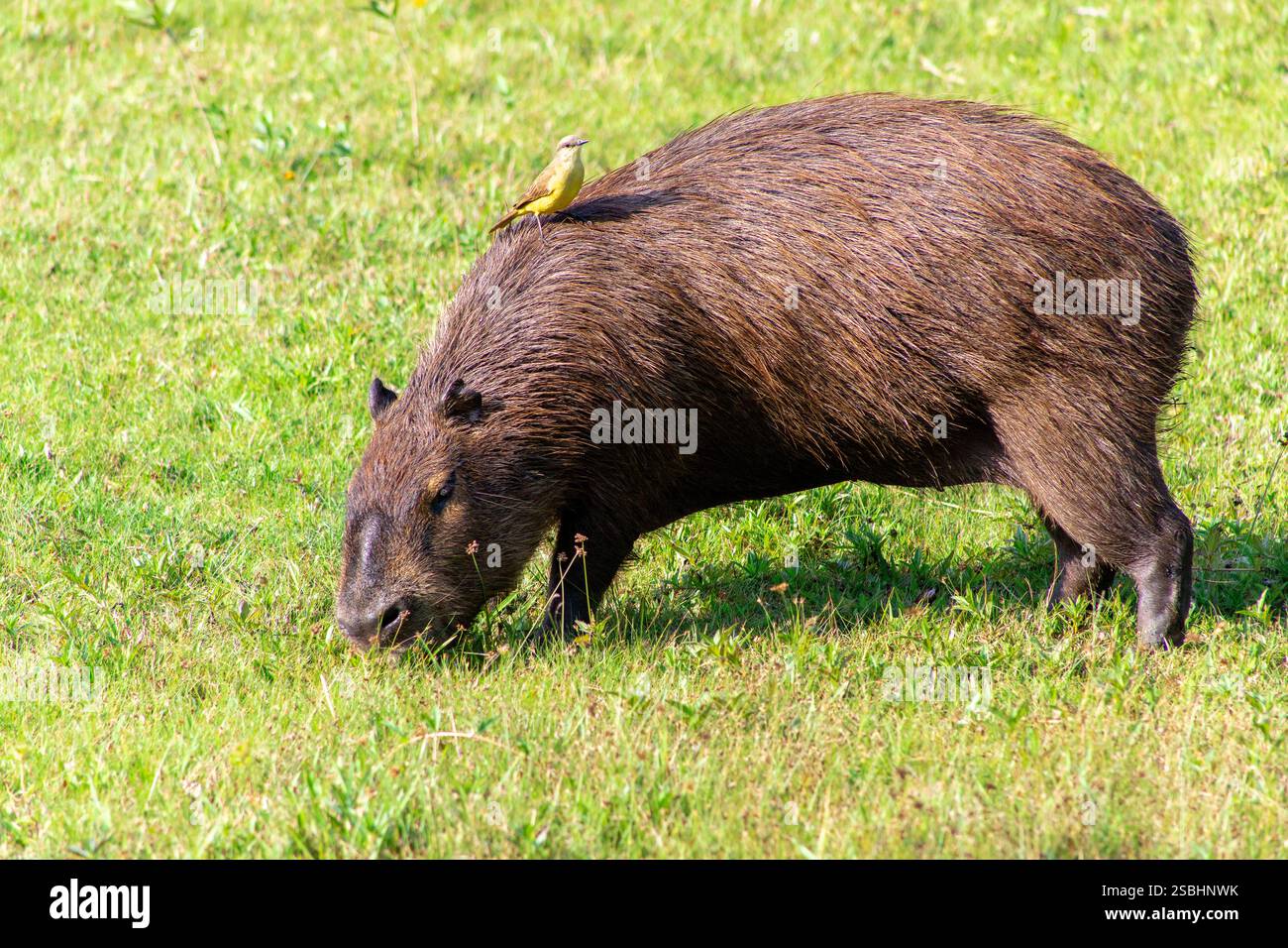 Capybara with bird Stock Photo - Alamy