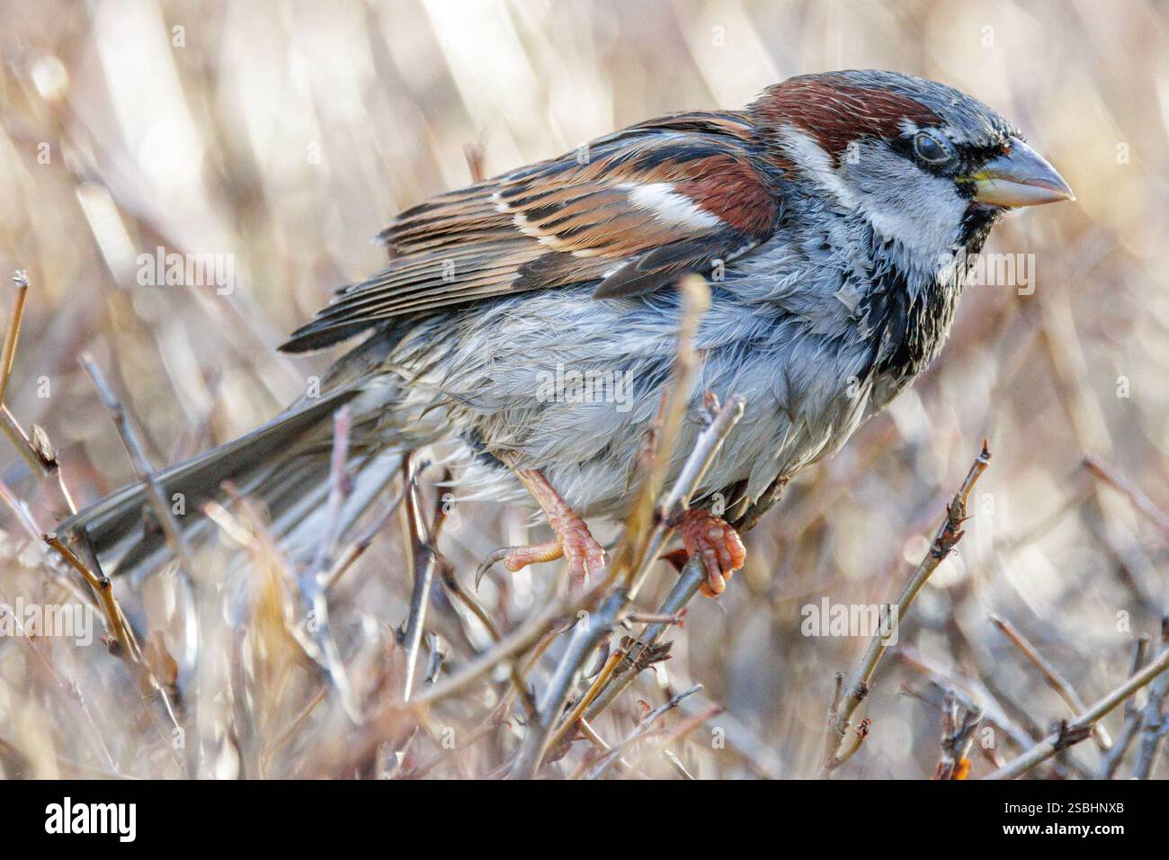 The house sparrow (Passer domesticus) is a bird of the sparrow family ...