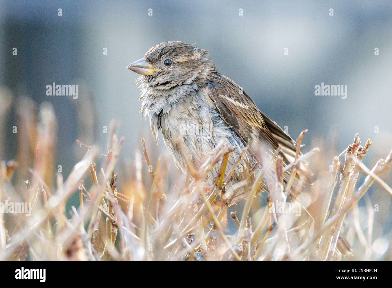 The house sparrow (Passer domesticus) is a bird of the sparrow family ...