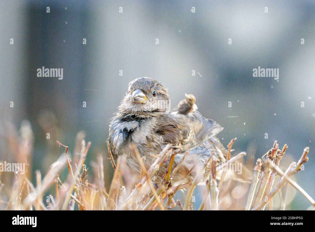 The house sparrow (Passer domesticus) is a bird of the sparrow family ...
