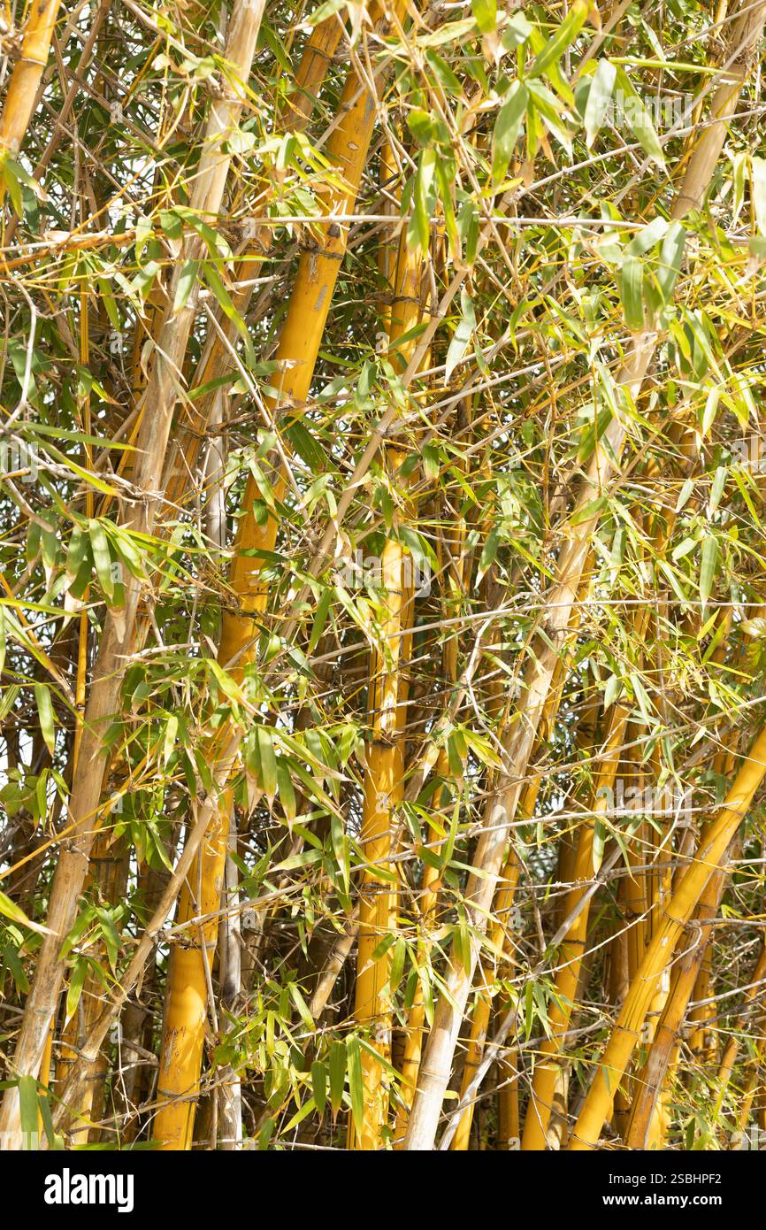 Bambusa vulgaris 'vittata' - golden Hawaiian bamboo Stock Photo - Alamy