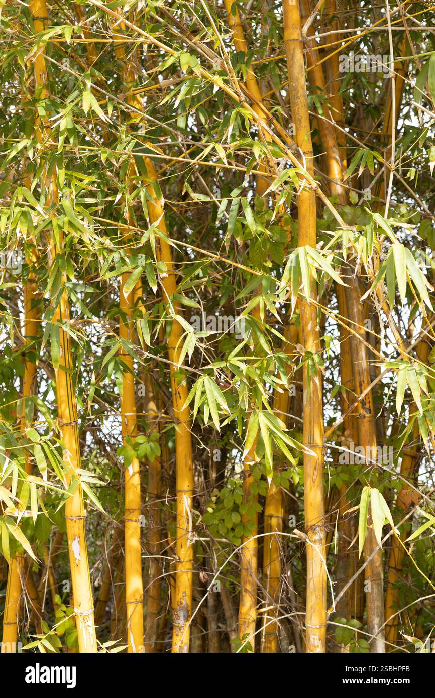 Bambusa vulgaris 'vittata' - golden Hawaiian bamboo Stock Photo - Alamy