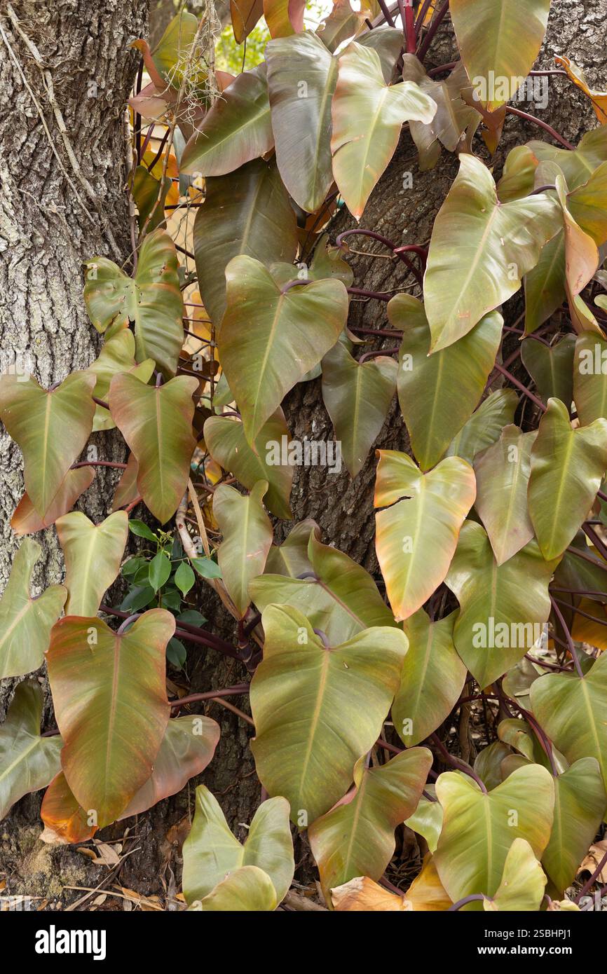 philodendron erubescens 'pink princess' growing on a tree trunk Stock ...