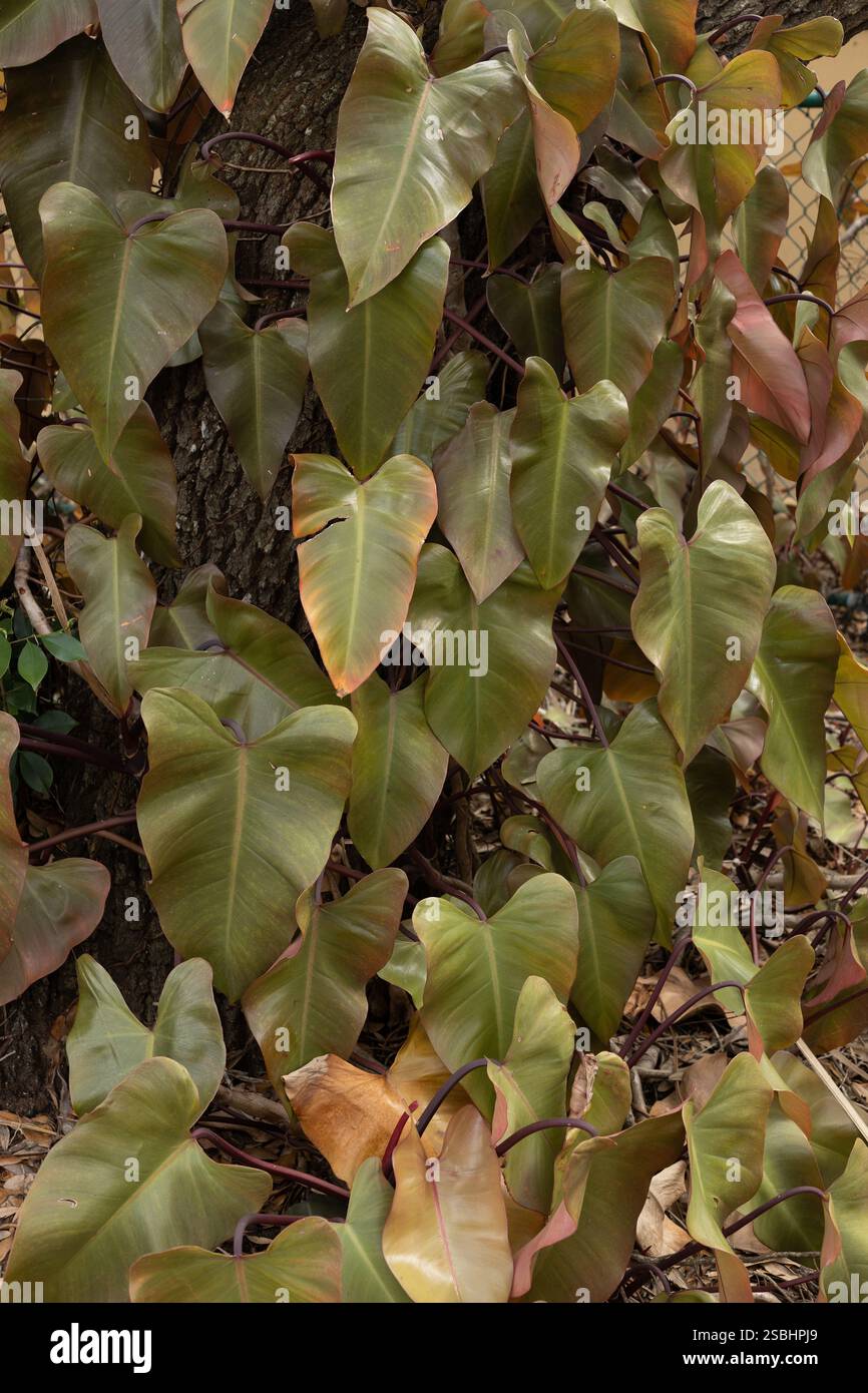 philodendron erubescens 'pink princess' growing on a tree trunk Stock ...