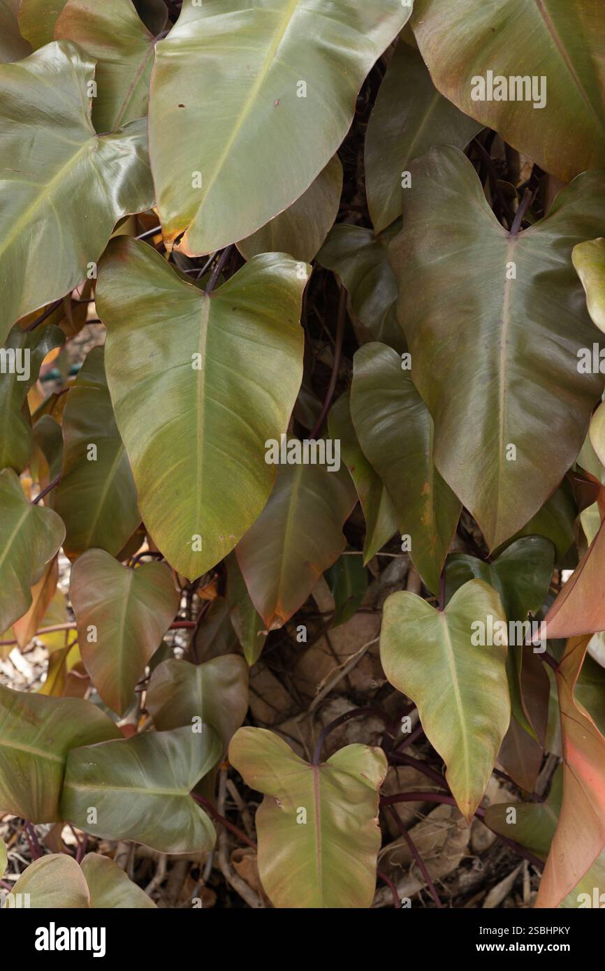 philodendron erubescens 'pink princess' growing on a tree trunk Stock ...