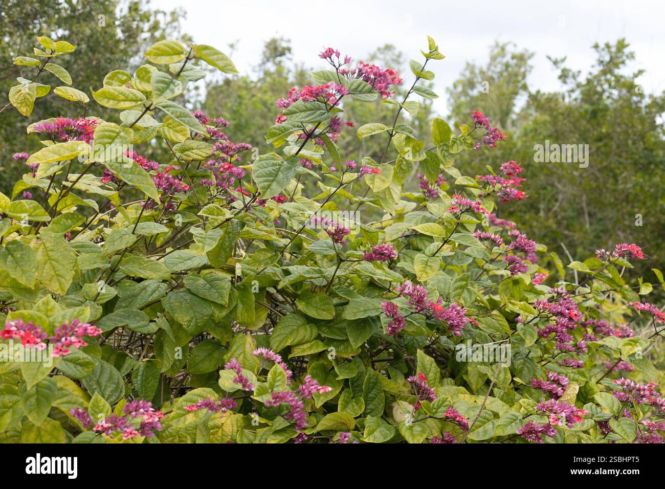 Clerodendrum thomsoniae - bleeding heart vine Stock Photo - Alamy