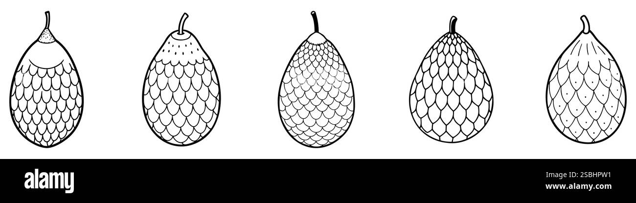 Hand drawn sketch of Salak. Vintage hand drawn Salak. Vector ...