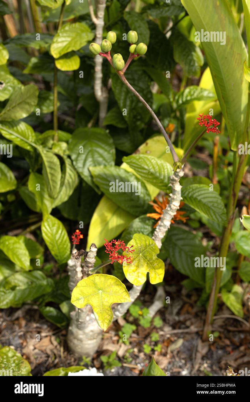 Jatropha podagrica - Buddha belly plant Stock Photo - Alamy