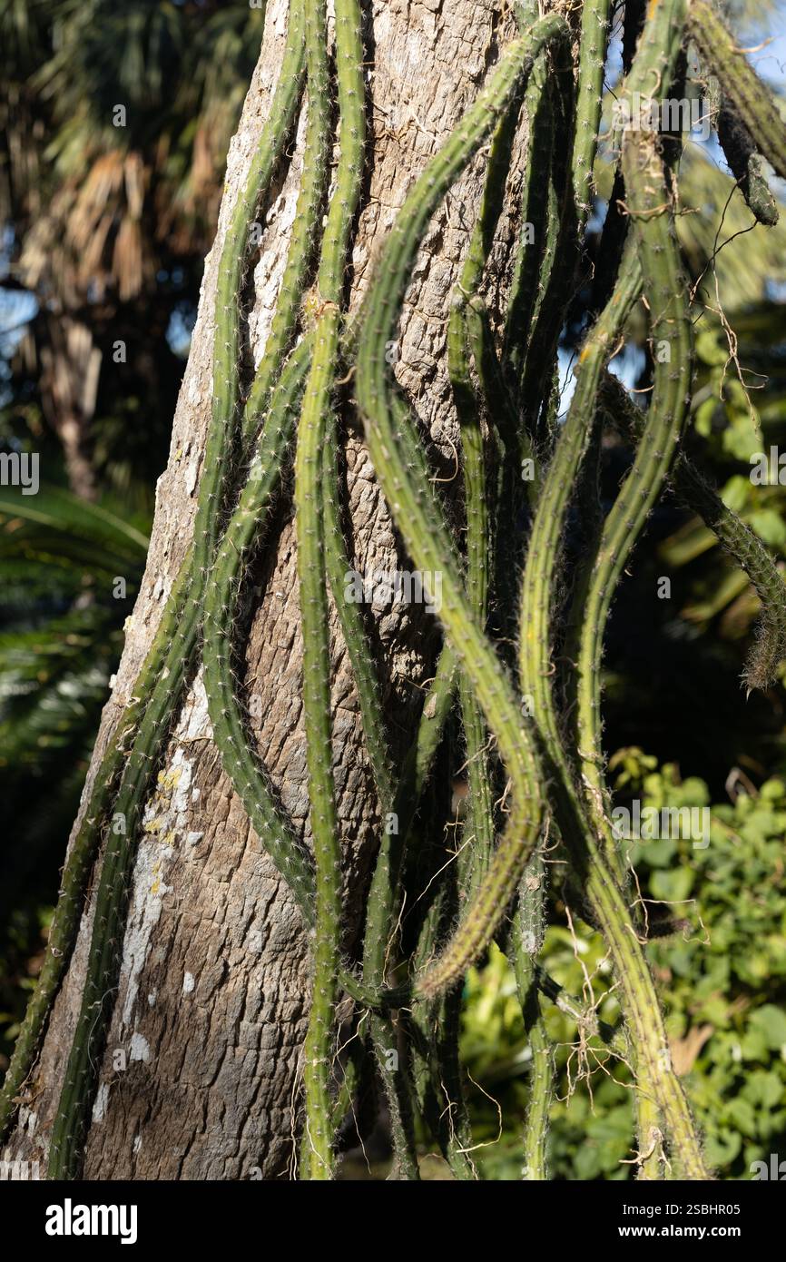 Selenicereus hondurensis growing on a tree Stock Photo - Alamy